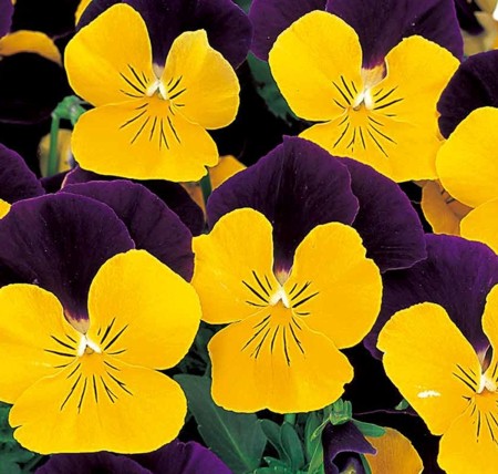 Viola Yellow Jump Up - Brad's Bedding Plants, Inc.