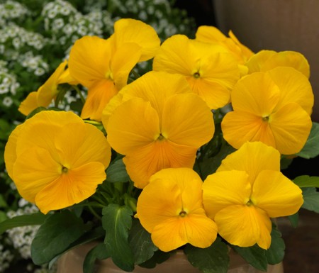 Viola Yellow - Brad's Bedding Plants, Inc.