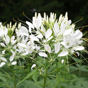 Cleome White Sparkler Series - Brad's Bedding Plants, Inc.