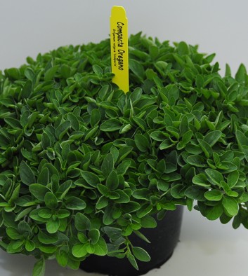 Herbs Oregano Compacta - Brad's Bedding Plants, Inc.