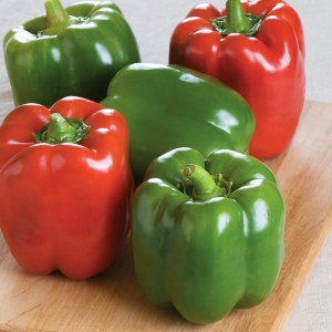 Peppers Better Belle Green Pepper - Brad's Bedding Plants, Inc.