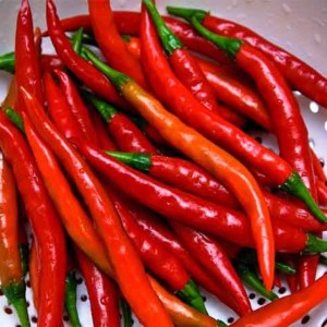 Peppers Cheyenne Peppers - Brad's Bedding Plants, Inc.
