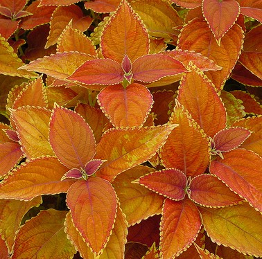 Coleus Rustic Orange - Brad's Bedding Plants, Inc.
