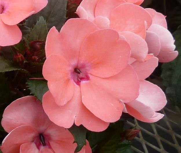 Sunpatiens Coral Pink - Brad's Bedding Plants, Inc.