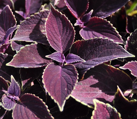 Coleus Vino - Brad's Bedding Plants, Inc.