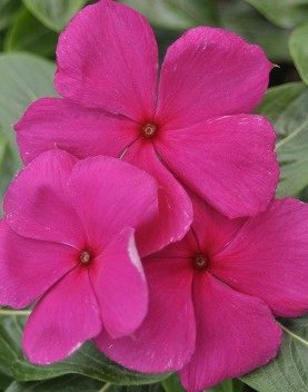 Brad's Bedding Plants, Inc.