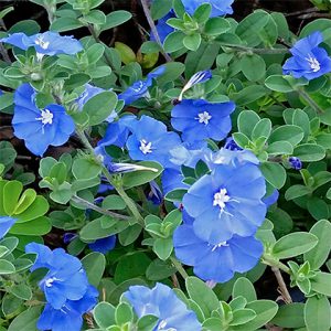 Blue Daze Archives - Brad's Bedding Plants, Inc.