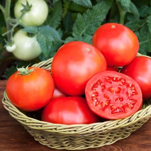 Tomato Cherry Cascade - Brad's Bedding Plants, Inc.