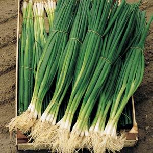 Onion Bunching - Brad's Bedding Plants, Inc.