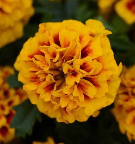 Marigold Hotpak Fire - Brad's Bedding Plants, Inc.