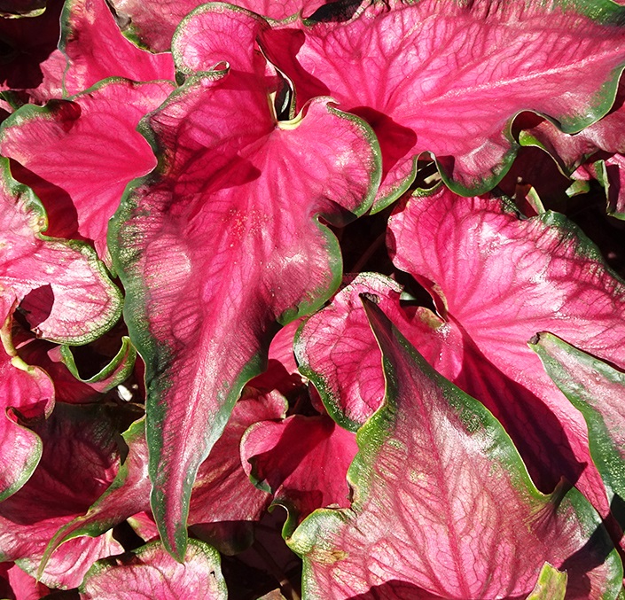 Caladiums Sizzle (Strap Leaf) - Brad's Bedding Plants, Inc.